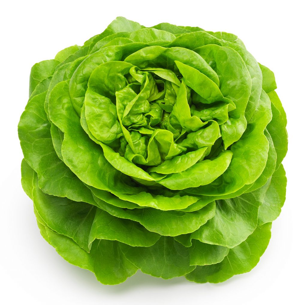 Butter Lettuce - Siberia Greenhouse